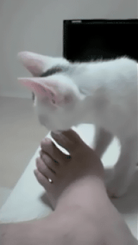 Sniff GIFs - Get the best gif on GIFER