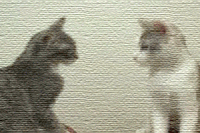 Cat fight GIFs - Get the best gif on GIFER