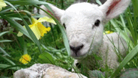 Lambs GIFs - Get the best gif on GIFER