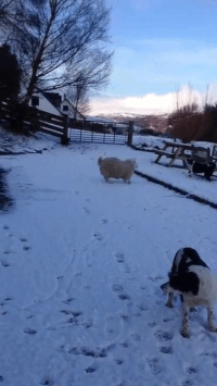 Sheep GIFs - Get the best gif on GIFER
