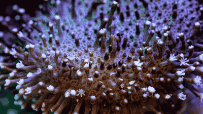 Corals гифки, анимированные GIF изображения corals - скачать гиф ...