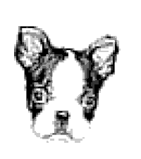Boston terrier GIFs - Get the best gif on GIFER