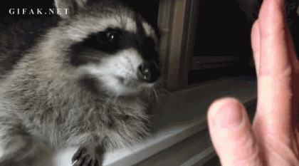 Baby racoon GIFs - Obtenez le meilleur gif sur GIFER