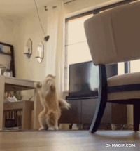 Backflip GIFs - Get the best gif on GIFER