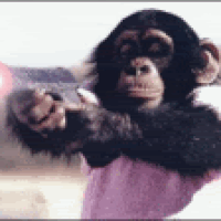 Chimps GIFs - Get the best gif on GIFER