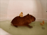 Capybara GIFs - Get the best gif on GIFER