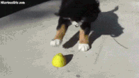 Perro GIFs - Get the best gif on GIFER
