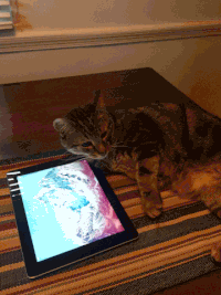 Session GIFs - Get the best gif on GIFER