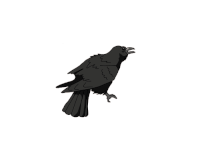 Crows GIFs - Get the best gif on GIFER