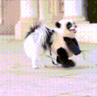 Panda costume GIFs - Get the best gif on GIFER