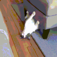 Hellcat GIFs - Get the best gif on GIFER