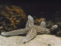 Starfish GIFs - Get the best gif on GIFER