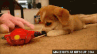 Pup GIFs - Get the best gif on GIFER