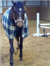 Giddyup GIFs - Get the best gif on GIFER