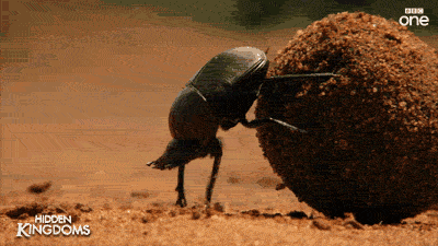Dung GIFs - Get the best gif on GIFER