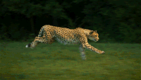 Cheetah GIFs - Get the best gif on GIFER