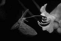 Moth GIFs - Get the best gif on GIFER
