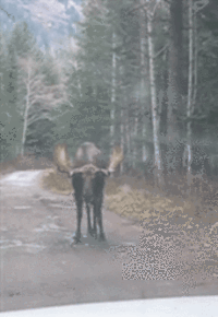 Moose GIFs - Get the best gif on GIFER
