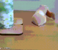 Biscuit GIFs - Get the best gif on GIFER