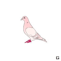 Pigeon GIFs - Get the best gif on GIFER