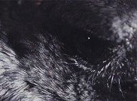 Raven GIFs - Get the best gif on GIFER