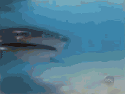 Jumping the shark GIF - Conseguir o melhor gif em GIFER