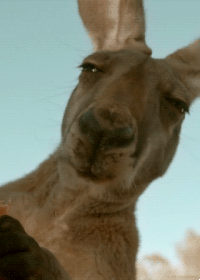 Wot GIFs - Get the best gif on GIFER