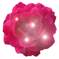Carnation GIFs - Get the best gif on GIFER