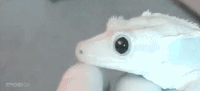 Gecko GIFs - Get the best gif on GIFER