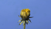 Spring GIFs - Get the best gif on GIFER
