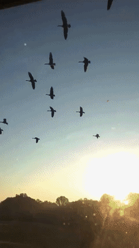 Geese GIFs - Get the best gif on GIFER
