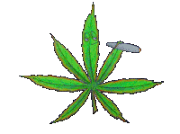 Pot GIFs - Get the best gif on GIFER