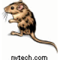 Roedor GIFs - Get the best gif on GIFER