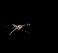 Insect GIFs - Get the best gif on GIFER