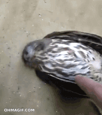 Hawks GIFs - Get the best gif on GIFER