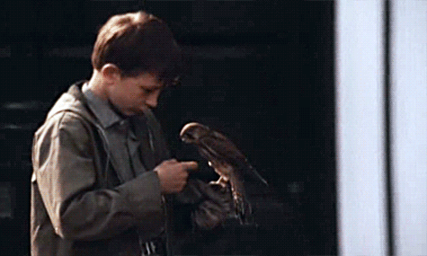 Kes GIFs - Get the best gif on GIFER