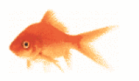 Goldfish GIFs - Get the best gif on GIFER