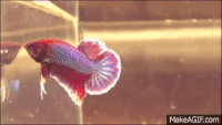 Betta GIFs - Get the best gif on GIFER