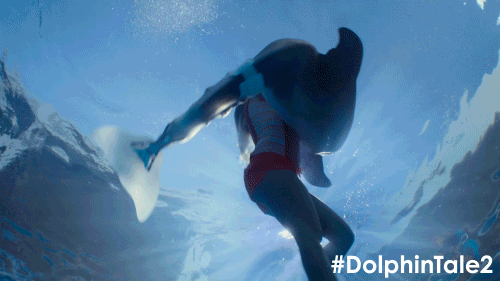 Dolphin tale GIF - Conseguir o melhor gif em GIFER