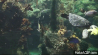 Reef GIFs - Get the best gif on GIFER