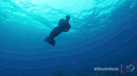 Scuba GIFs - Get the best gif on GIFER