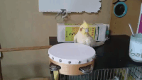 Parakeet GIFs - Get the best gif on GIFER