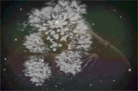 Brocoli GIFs - Get the best gif on GIFER