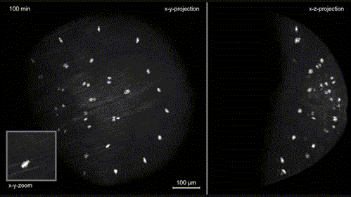 Zebrafish embryo GIFs - Obtenez le meilleur gif sur GIFER