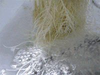 Root GIFs - Get the best gif on GIFER