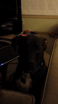 Stared GIFs - Get the best gif on GIFER