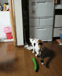 Cucumber GIFs - Get the best gif on GIFER