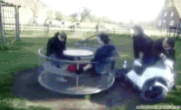 Carousel GIFs - Get the best gif on GIFER