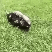 Sent GIFs - Get the best gif on GIFER