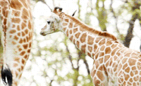 Wald GIFs - Get the best gif on GIFER